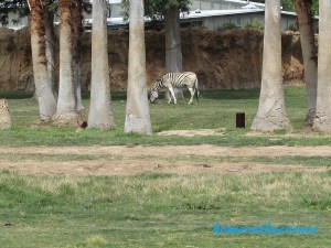 We Went To The Zoo! – HOME ON THE CORNER